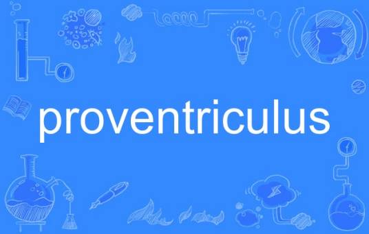 proventriculus_百度百科