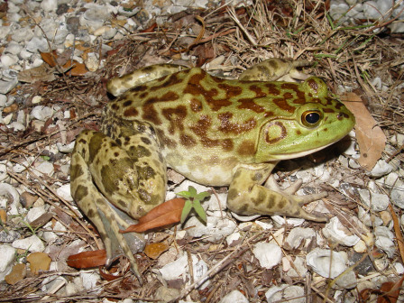 美洲牛蛙_百度百科