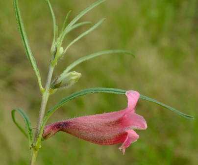Sesamum alatum_百度百科