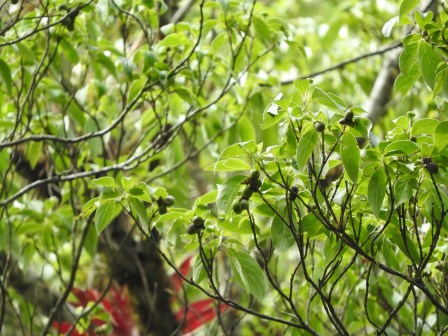 Cornus disciflora_百度百科