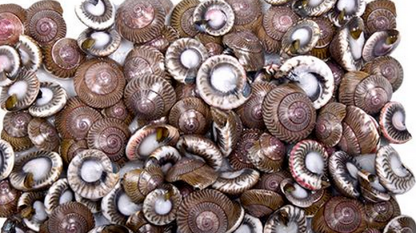 托氏昌螺_百度百科