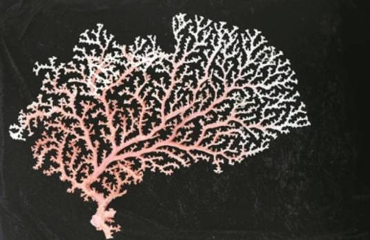 柱星螅科_百度百科