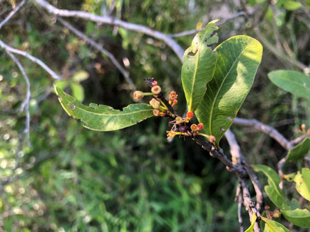 Alectryon diversifolius_百度百科