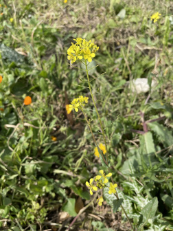 Diplotaxis tenuisiliqua_百度百科