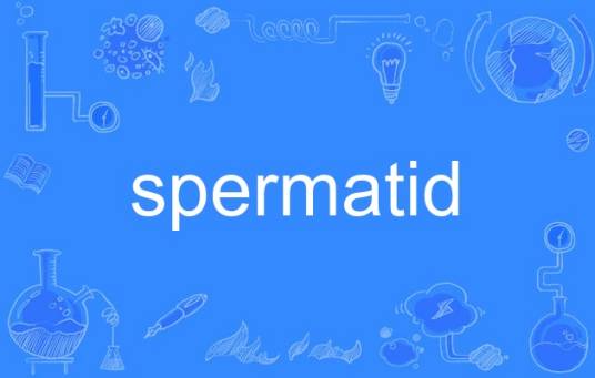 spermatid_百度百科