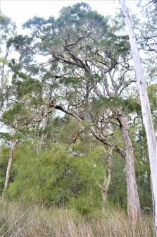 Melaleuca decora_百度百科