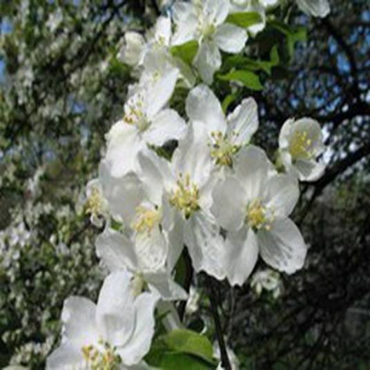 Malus 'Inglis' WHITE ANGEL_百度百科