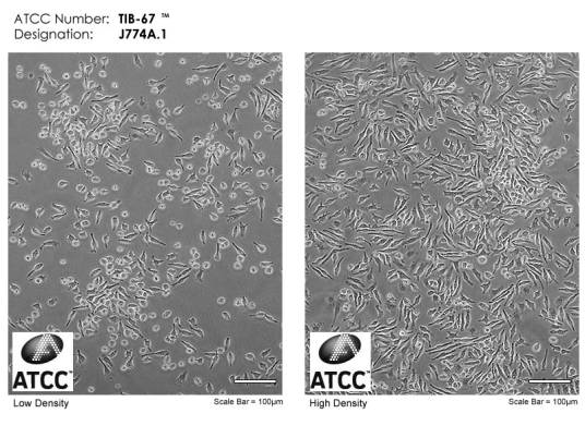 J774A.1_百度百科
