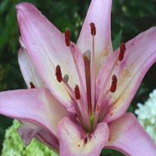 Lilium 'First Lady'_百度百科