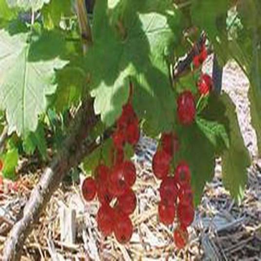 Ribes rubrum 'Red Lake'_百度百科