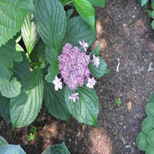 Hydrangea macrophylla 'Izu-no-hana'_百度百科