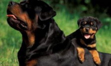 出色的家庭守护犬——罗威纳犬_百科TA说