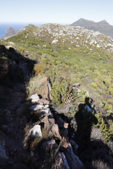 Searsia lucida_百度百科