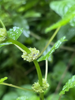Pilea rivularis_百度百科