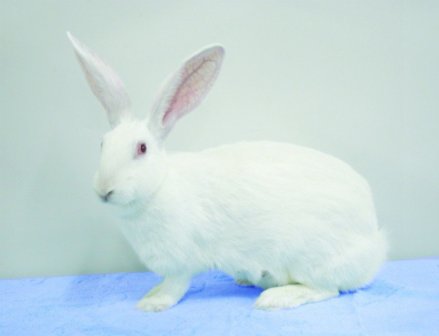实验兔（生物实验材料）_百度百科