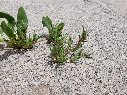 Munroa decumbens_百度百科