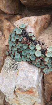 Conophytum crateriforme_百度百科