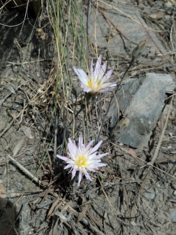 Pinaropappus roseus_百度百科