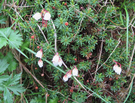Phyllodoce nipponica_百度百科