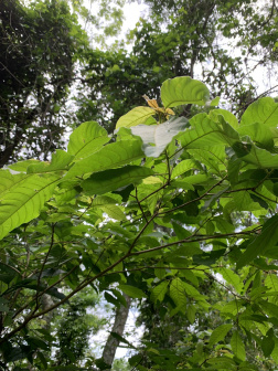 Terminalia acuminata_百度百科