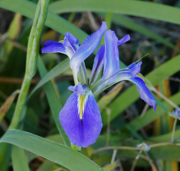 Iris hexagona_百度百科
