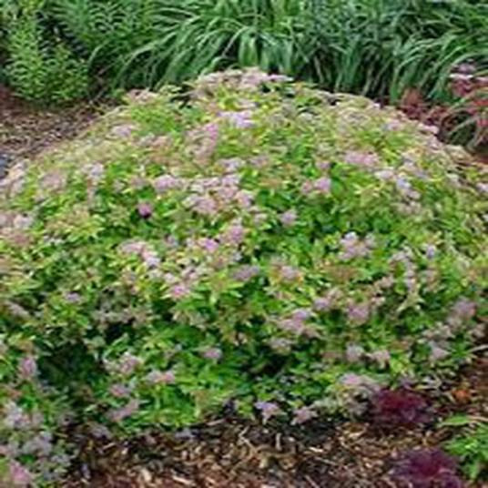 Spiraea japonica 'Limemound'_百度百科