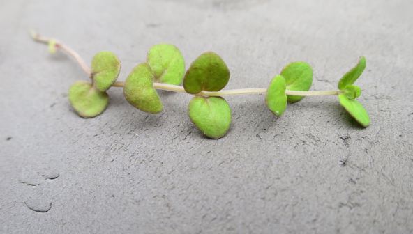 Mentha cunninghamii_百度百科