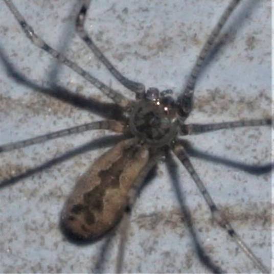 隐匿幽灵蛛_百度百科