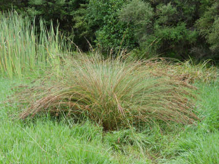 Juncus sarophorus_百度百科