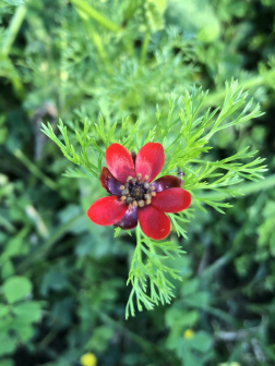 Adonis annua_百度百科