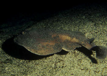 电鳐目_百度百科