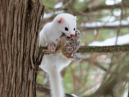貂（鼬科哺乳动物统称）_百度百科