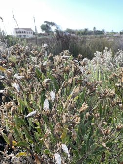 Orphium frutescens_百度百科