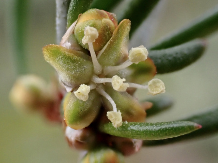 Duma horrida_百度百科