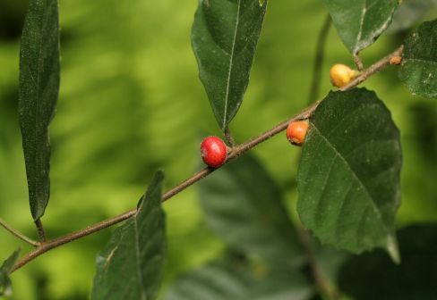 Ficus asperifolia_百度百科