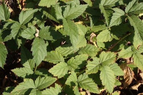 Rubus ursinus_百度百科