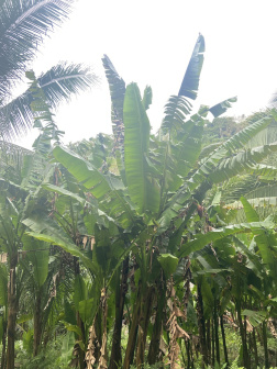Musa textilis_百度百科