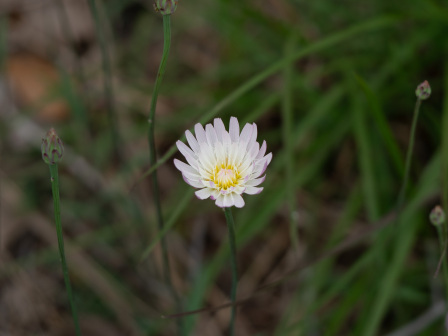 Pinaropappus roseus_百度百科