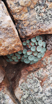Conophytum crateriforme_百度百科