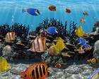 3D Fish School ScreenSaver V3.92_百度百科