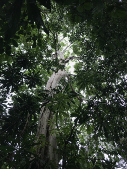 Terminalia oblonga_百度百科