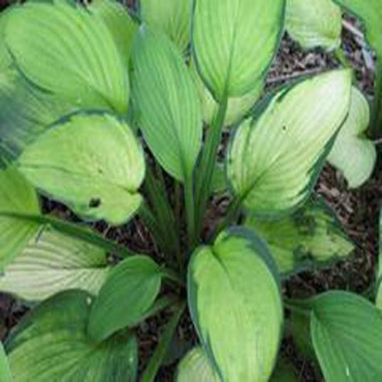 Hosta 'Gold Standard'_百度百科