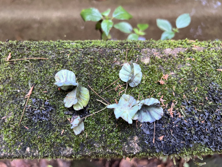 Terminalia acuminata_百度百科