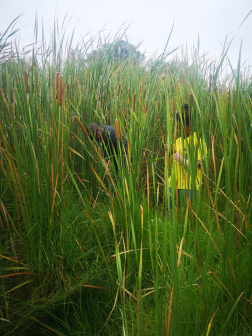 Typha capensis_百度百科