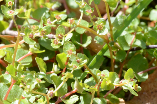 Chrysosplenium americanum_百度百科