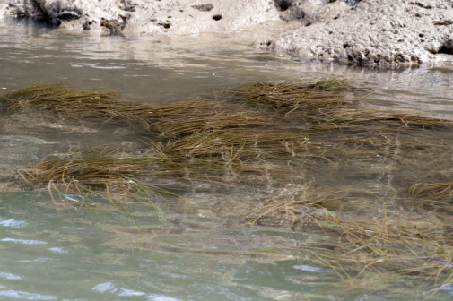Zostera capensis_百度百科