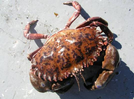 两栖黄道蟹_百度百科