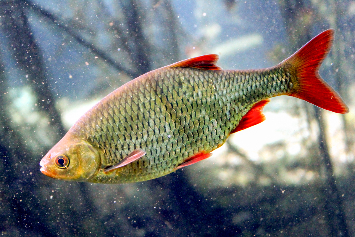 红眼鱼（雅罗鱼科红眼鱼属鱼类）_百度百科