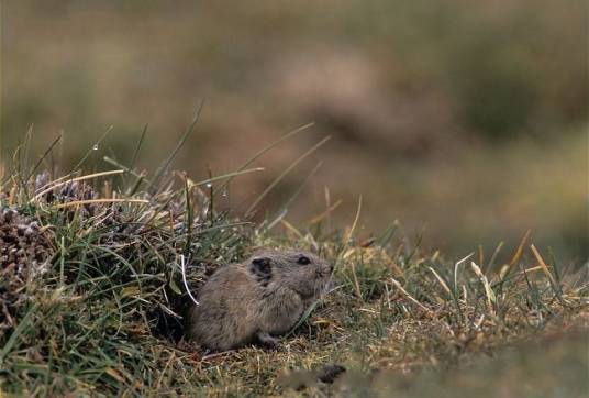 灰高山䶄_百度百科
