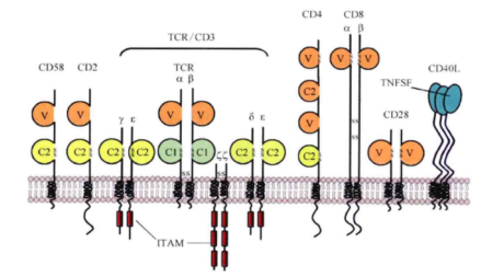 cd8_百度百科